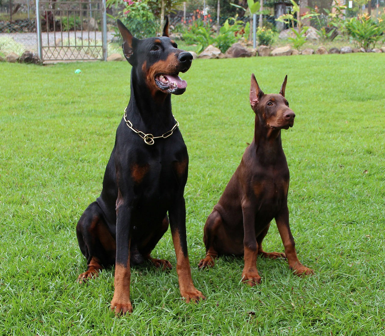 Honden training kopen? AliExpress! – AliExpress Nederland